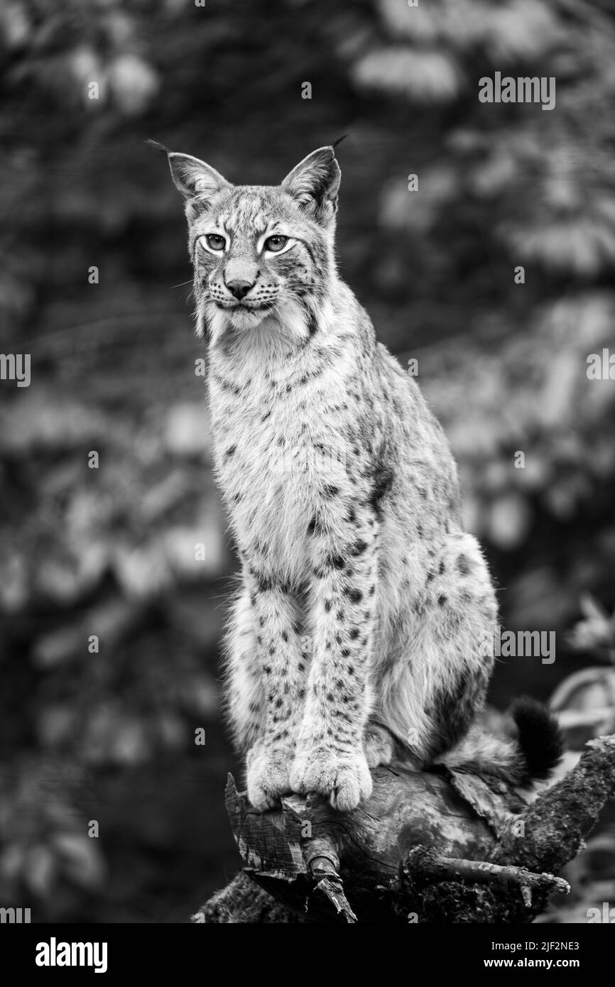 Lynx habitat hi-res stock photography and images - Alamy