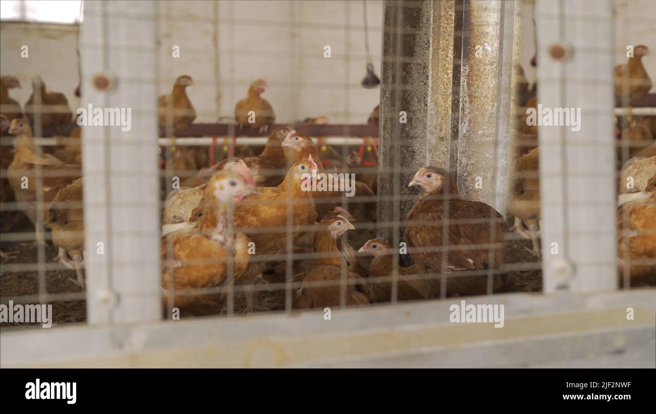 There are many chickens on a large poultry farm. Farm for growing and ...