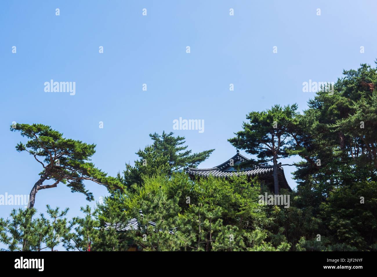 Beautiful fine tree forest with blue sky Stock Photo - Alamy