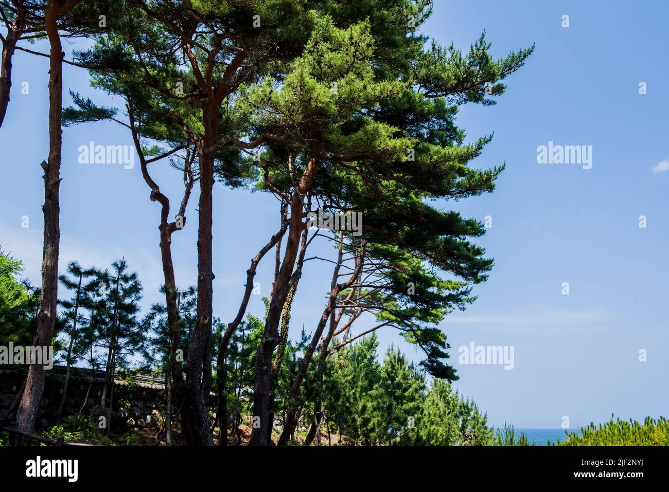 Beautiful fine tree forest with blue sky Stock Photo - Alamy