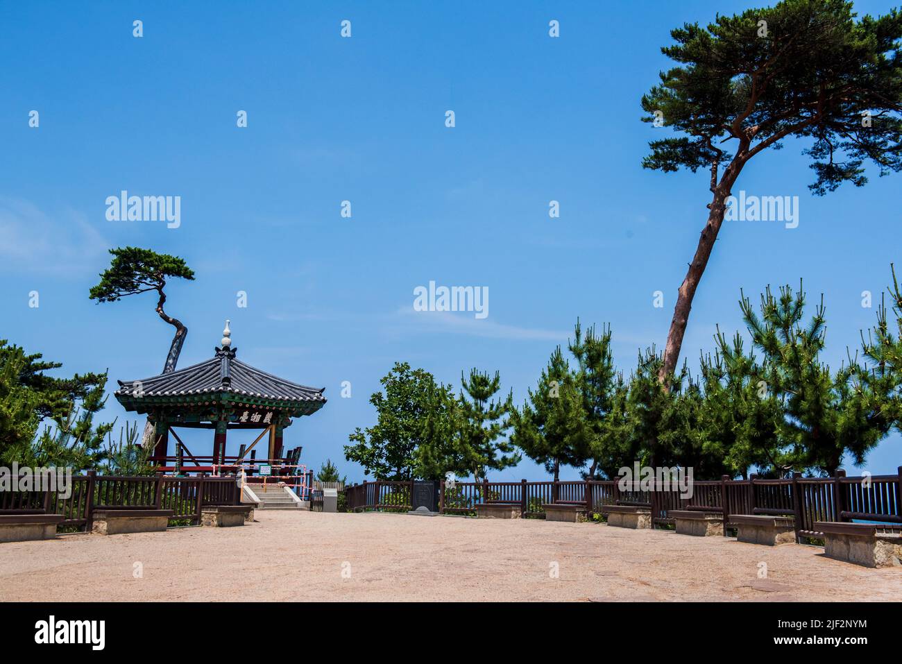 Beautiful fine tree forest with blue sky Stock Photo - Alamy