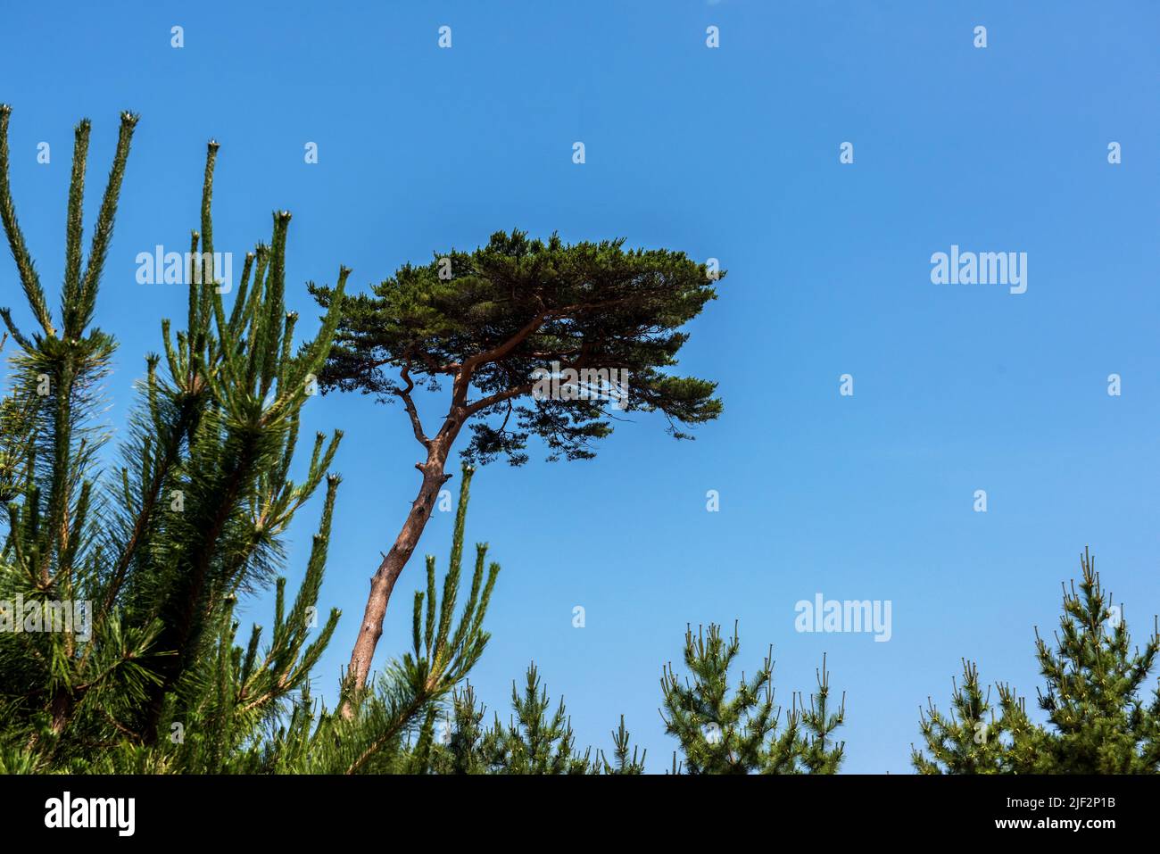 Beautiful fine tree forest with blue sky Stock Photo - Alamy