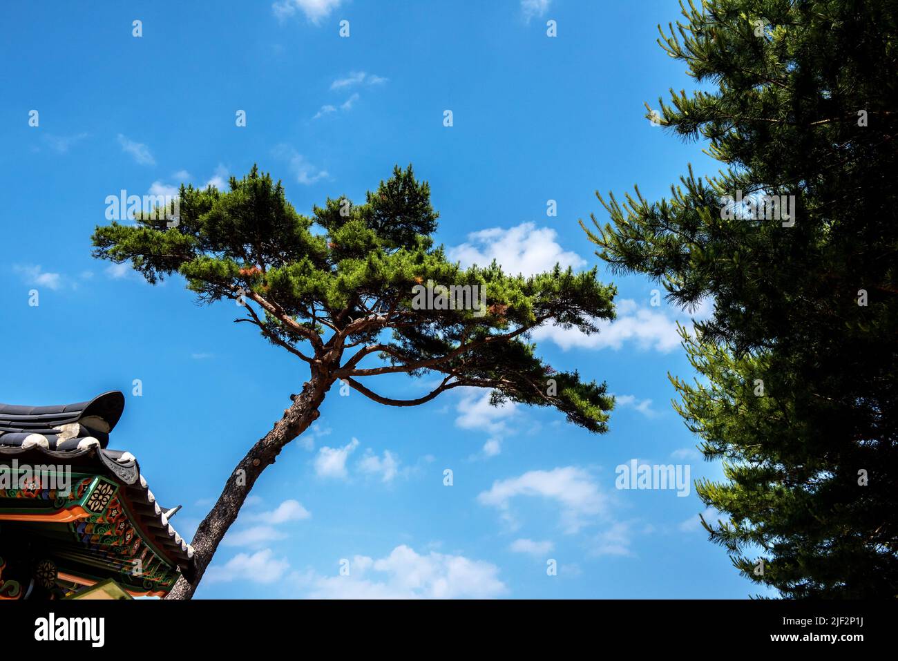Beautiful fine tree forest with blue sky Stock Photo - Alamy