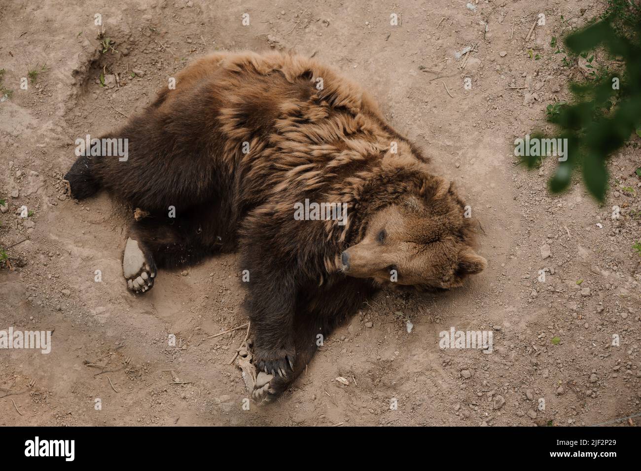 Bear lies on the ground in the forest Stock Photo - Alamy
