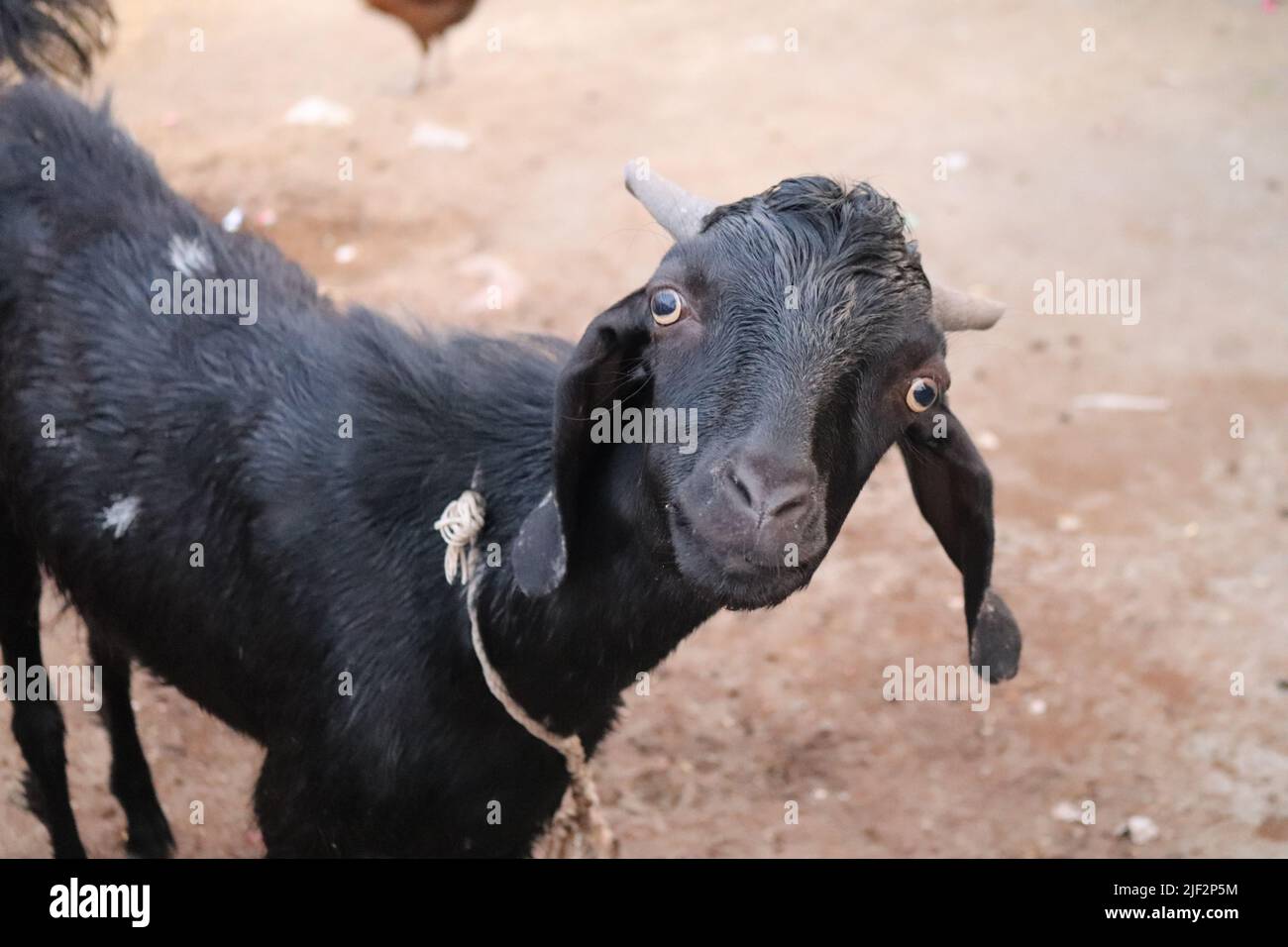 Bakra qurbani hi-res stock photography and images - Alamy