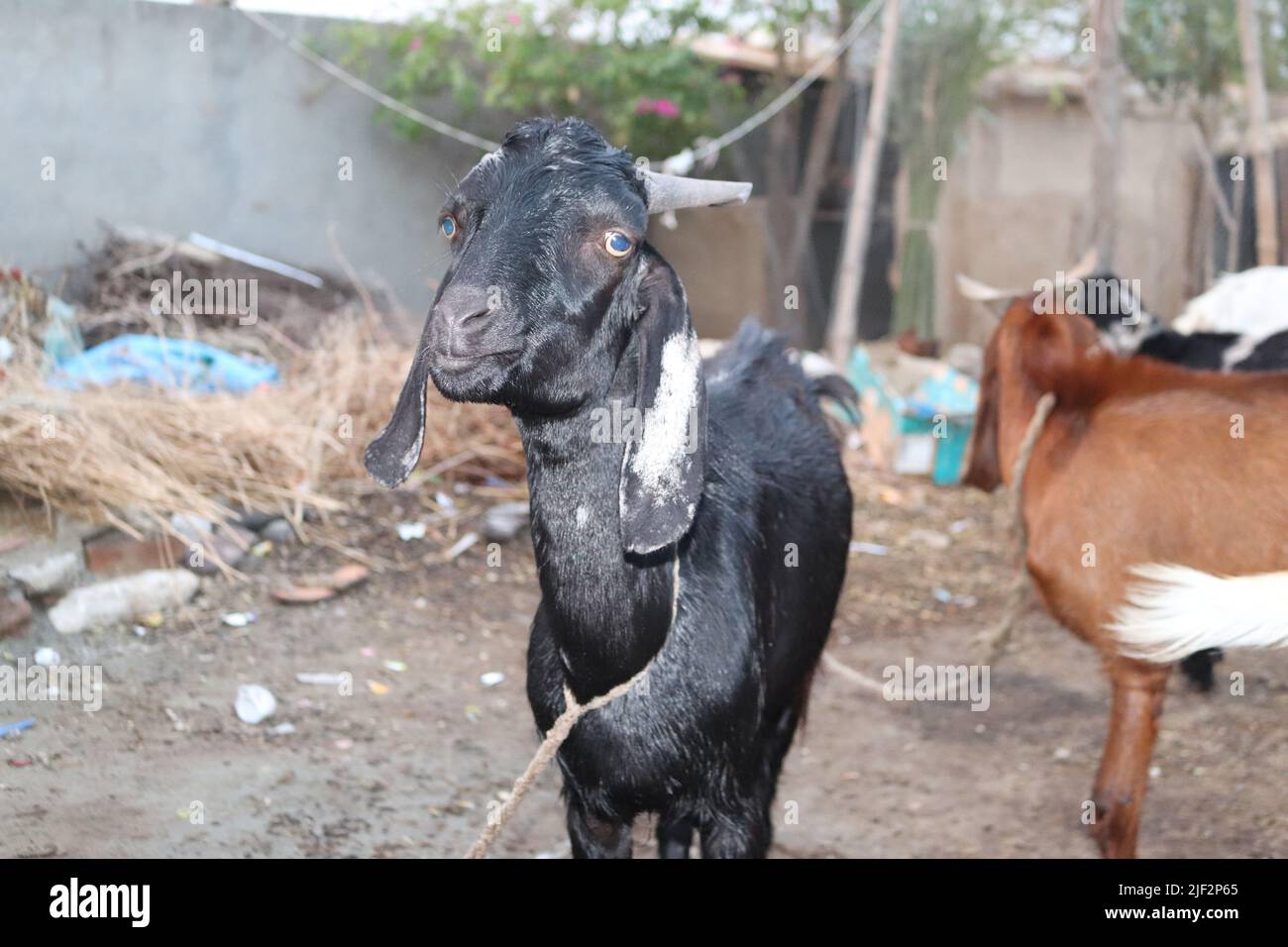 Bakra Eid Qurbani Goat