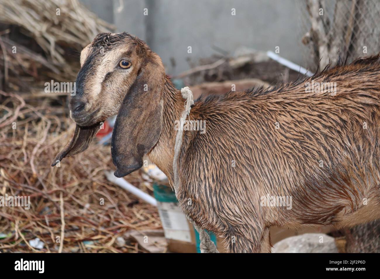 Bakra qurbani hi-res stock photography and images - Alamy