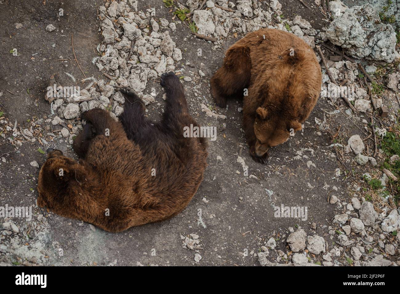 Bear lies on the ground in the forest Stock Photo - Alamy