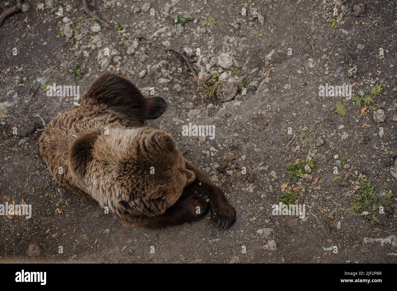 Bear lies on the ground in the forest Stock Photo - Alamy