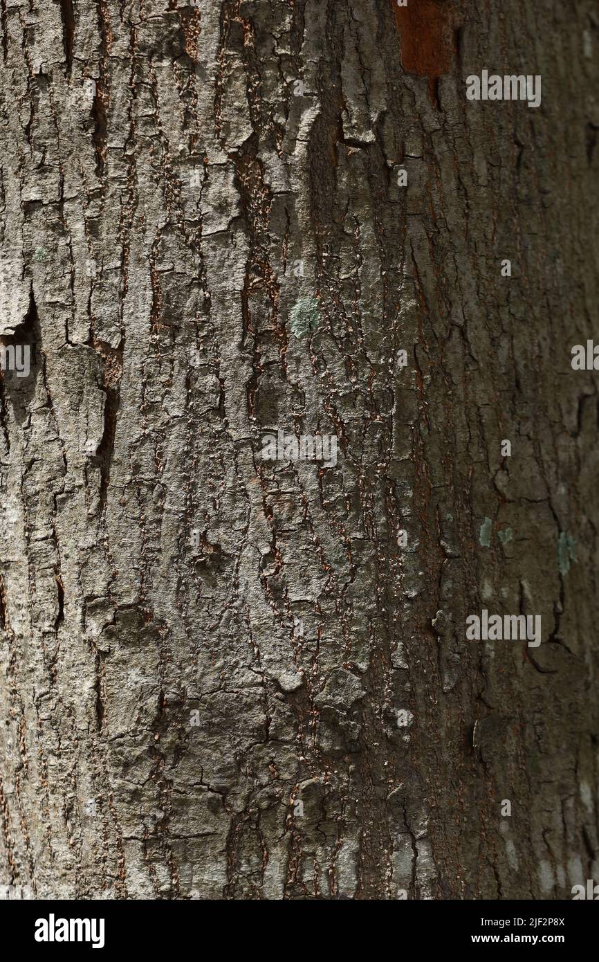 Vertical shot bark texture hi-res stock photography and images - Alamy