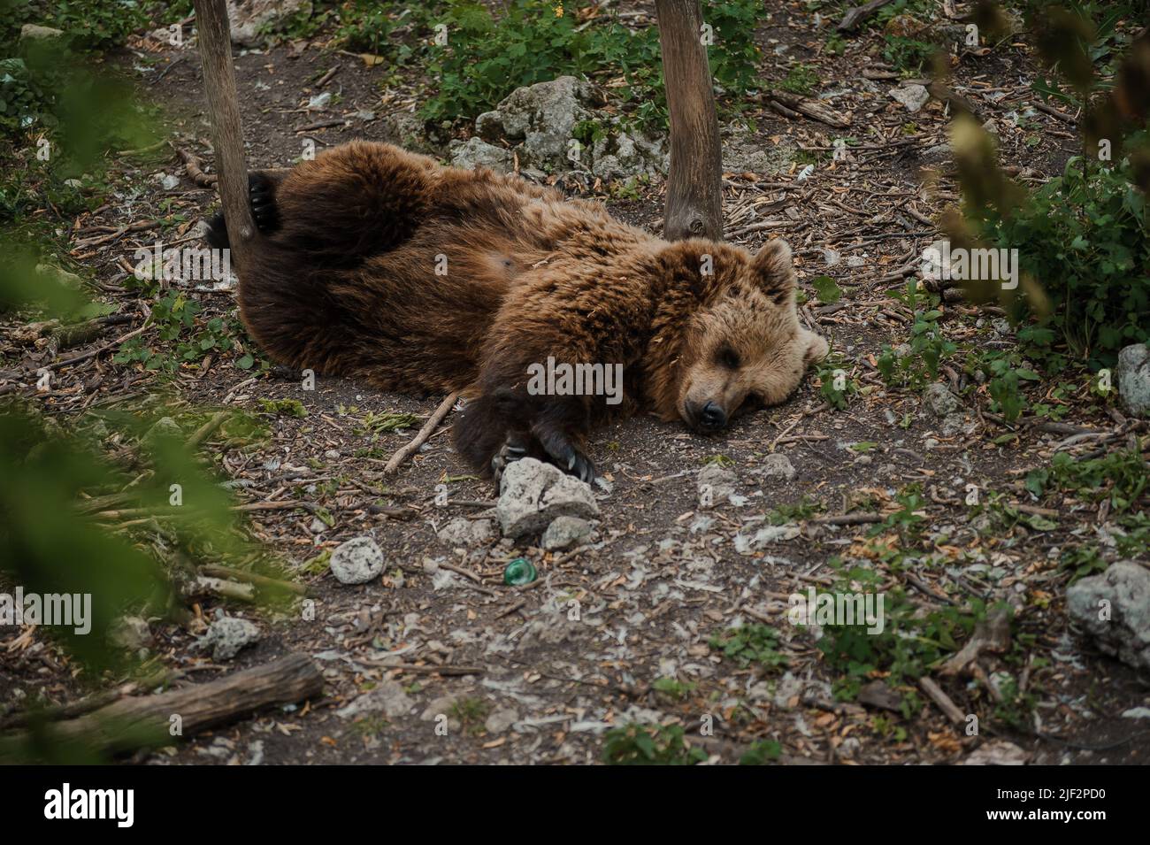 Bear lies on the ground in the forest Stock Photo - Alamy