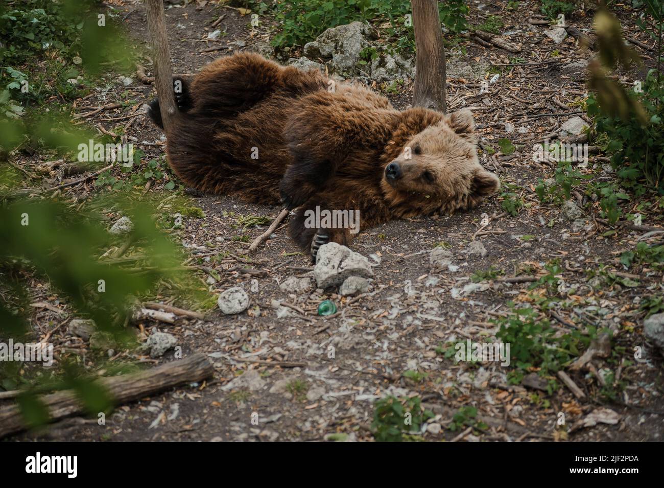 Grizzly bear lies on hi-res stock photography and images - Alamy