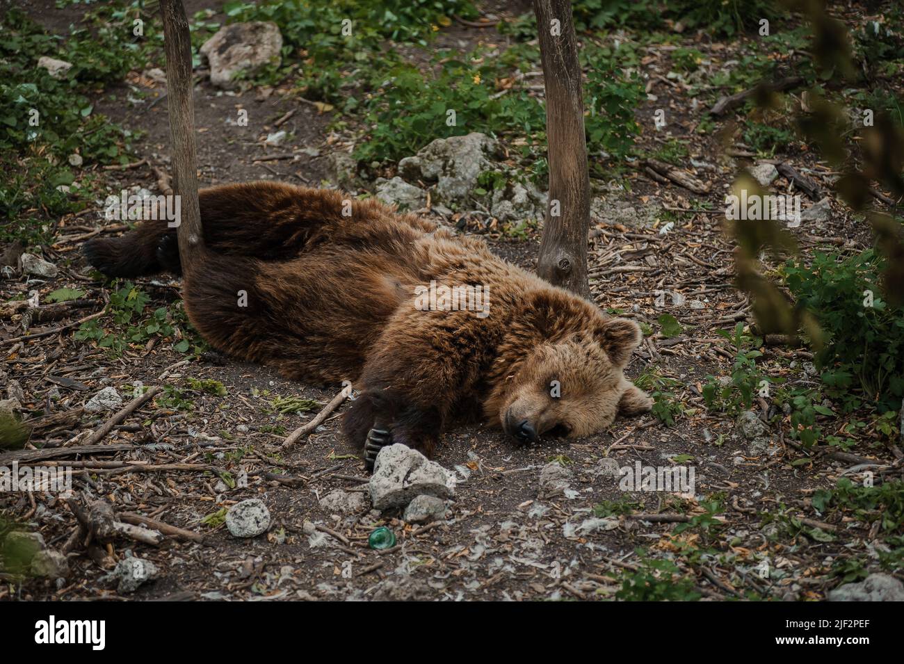 Bear lies on the ground in the forest Stock Photo - Alamy