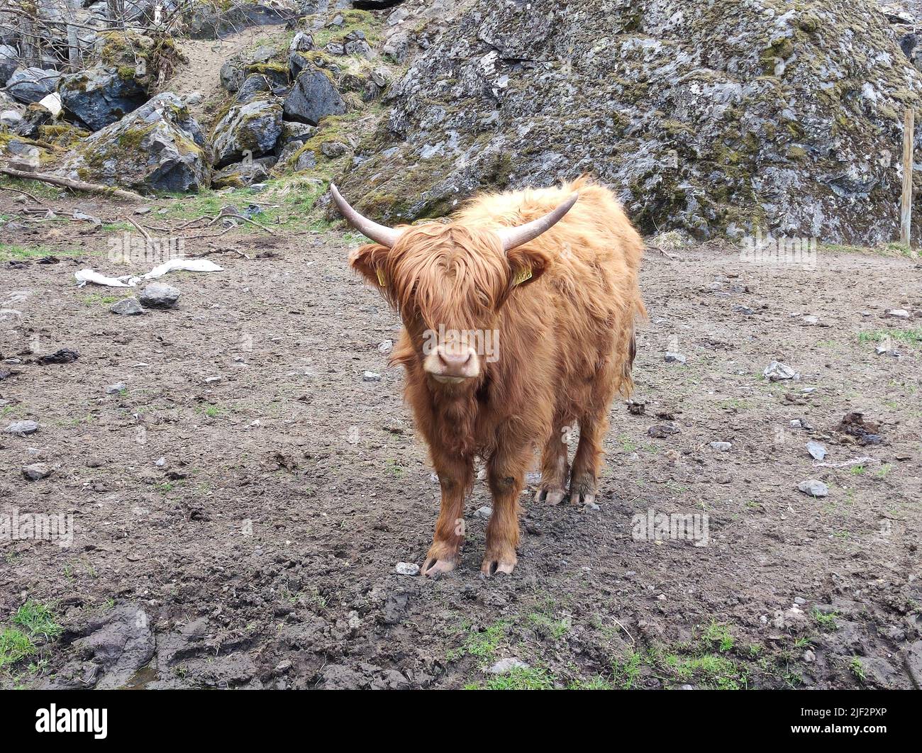 The Highland fluffy cows pasturing in Flam, Norway Stock Photo - Alamy