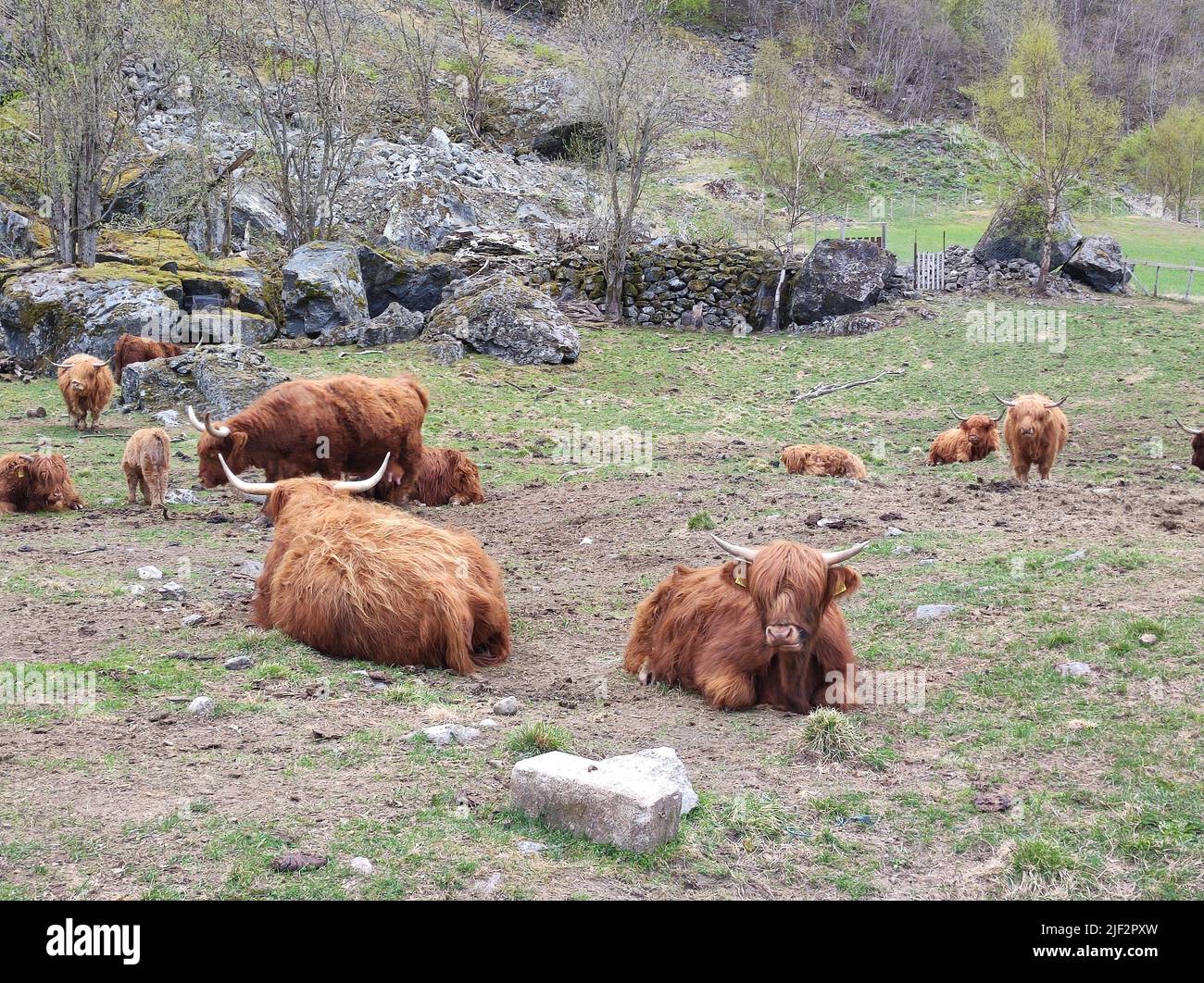 The Highland fluffy cows pasturing in Flam, Norway Stock Photo - Alamy