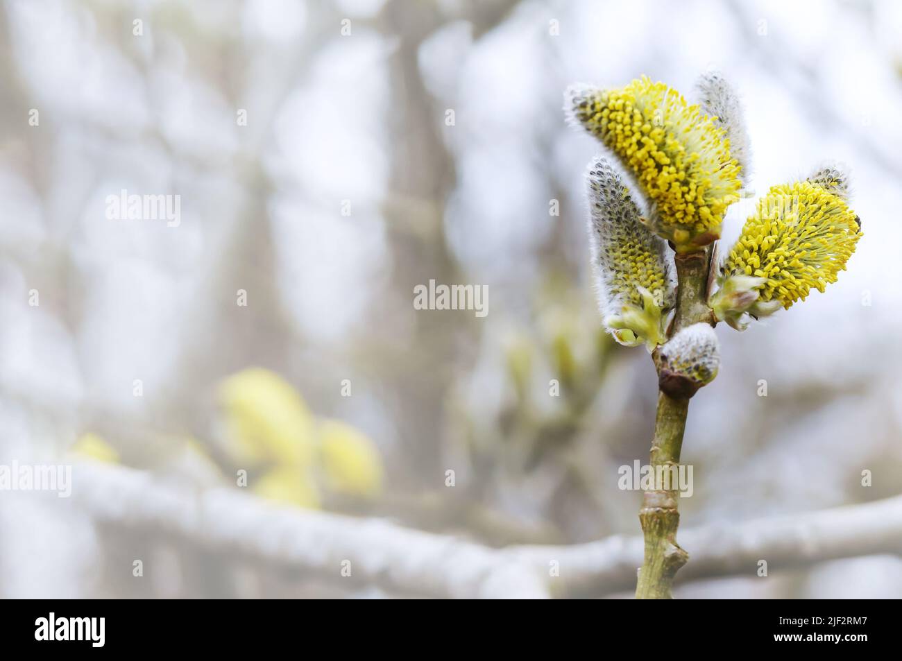 The buds on the tree. Verba fluffy. Trees bloom in the spring Stock ...