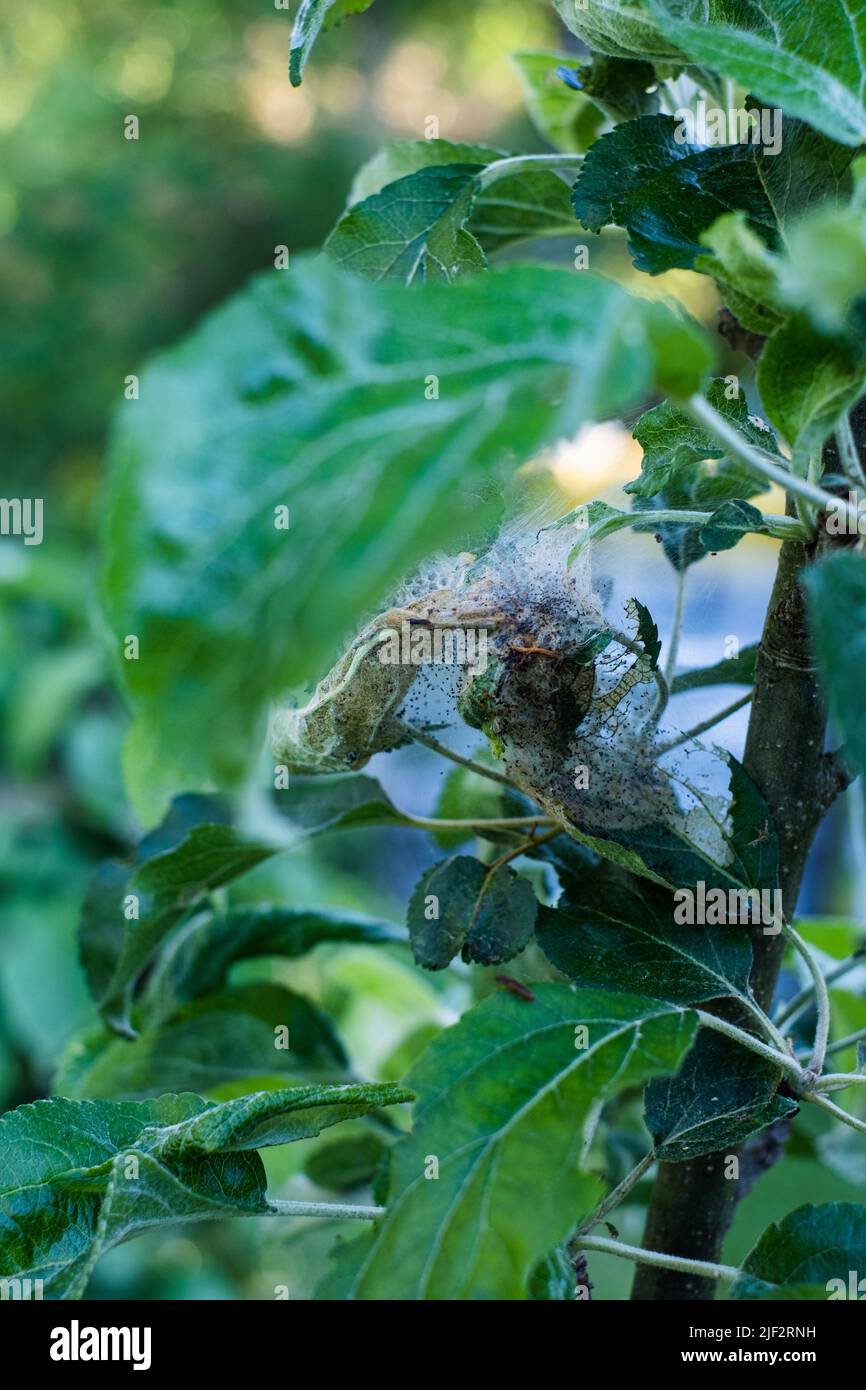 Apple ermine or Yponomeuta malinellus. Caterpillars gather in nests ...