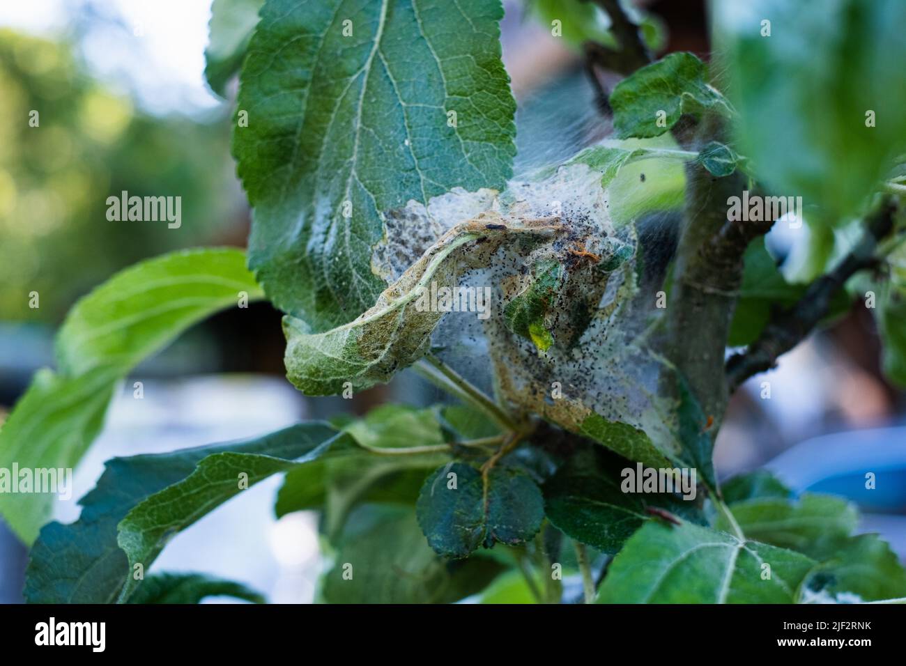 Apple ermine or Yponomeuta malinellus. Caterpillars gather in nests ...