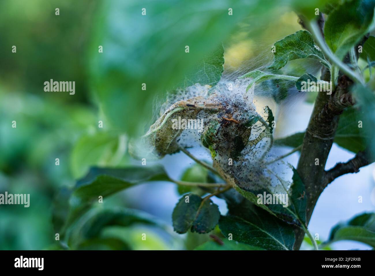 Apple ermine or Yponomeuta malinellus. Caterpillars gather in nests ...