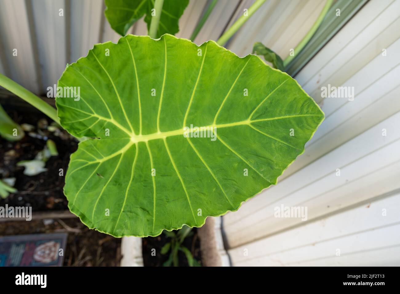 A top view of an Alocasia odora plant leaf growing in a garden Stock ...