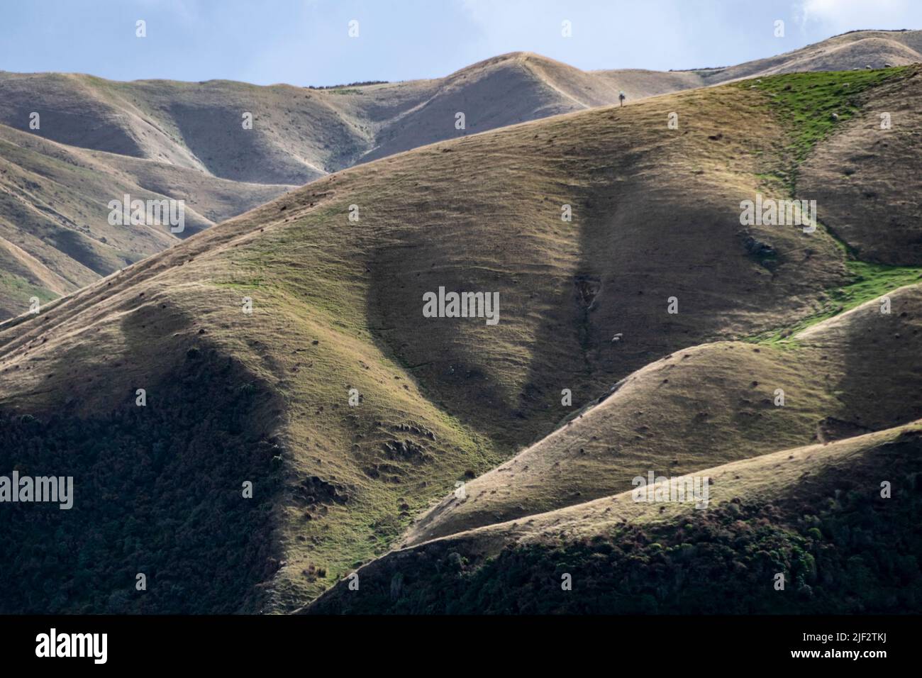 Hilly farmland, Arapawa Island, Tory Channel, Marlborough Sounds, South ...