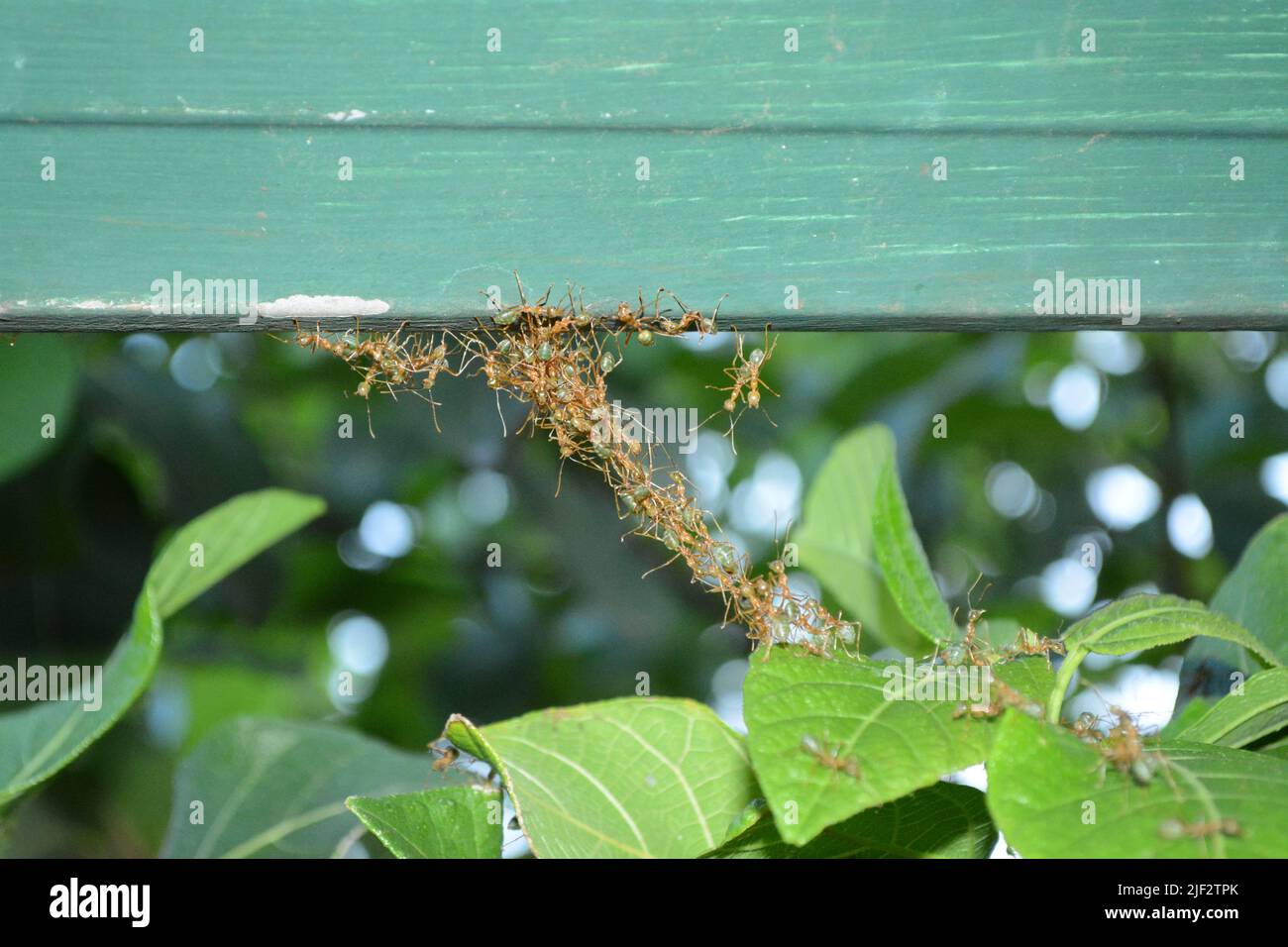 Ants build hi-res stock photography and images - Alamy