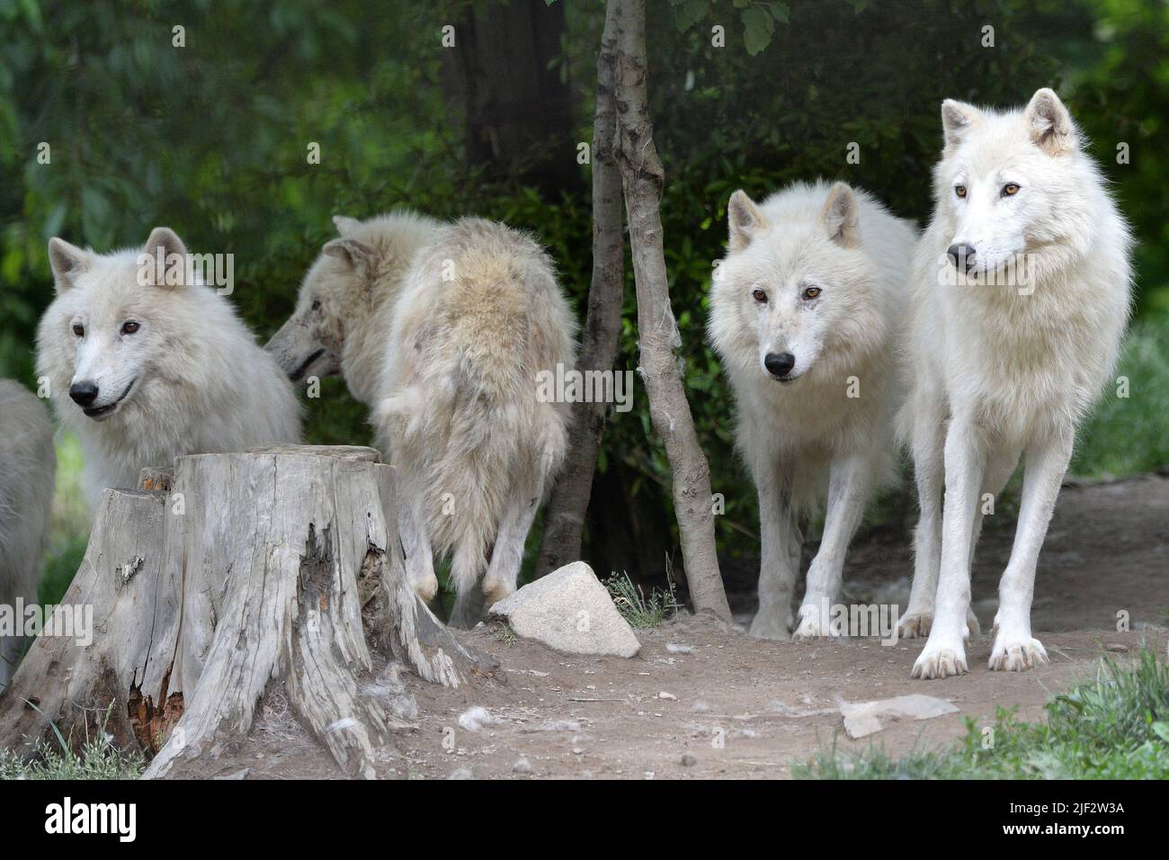 Olomouc, Czech Republic. 29th June, 2022. A Hudson Bay wolves romp ...