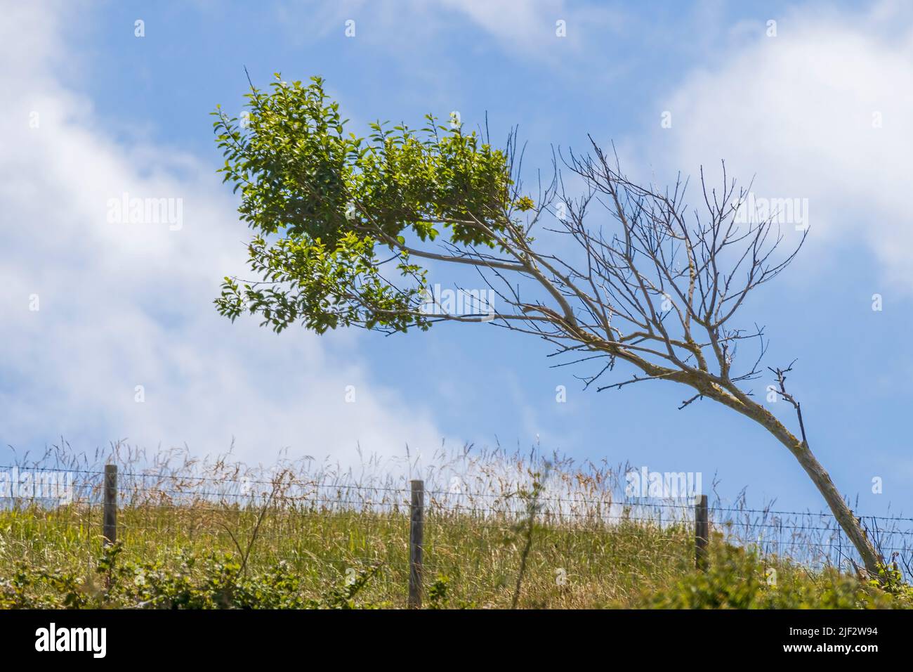 Which way wind blows hi-res stock photography and images - Alamy