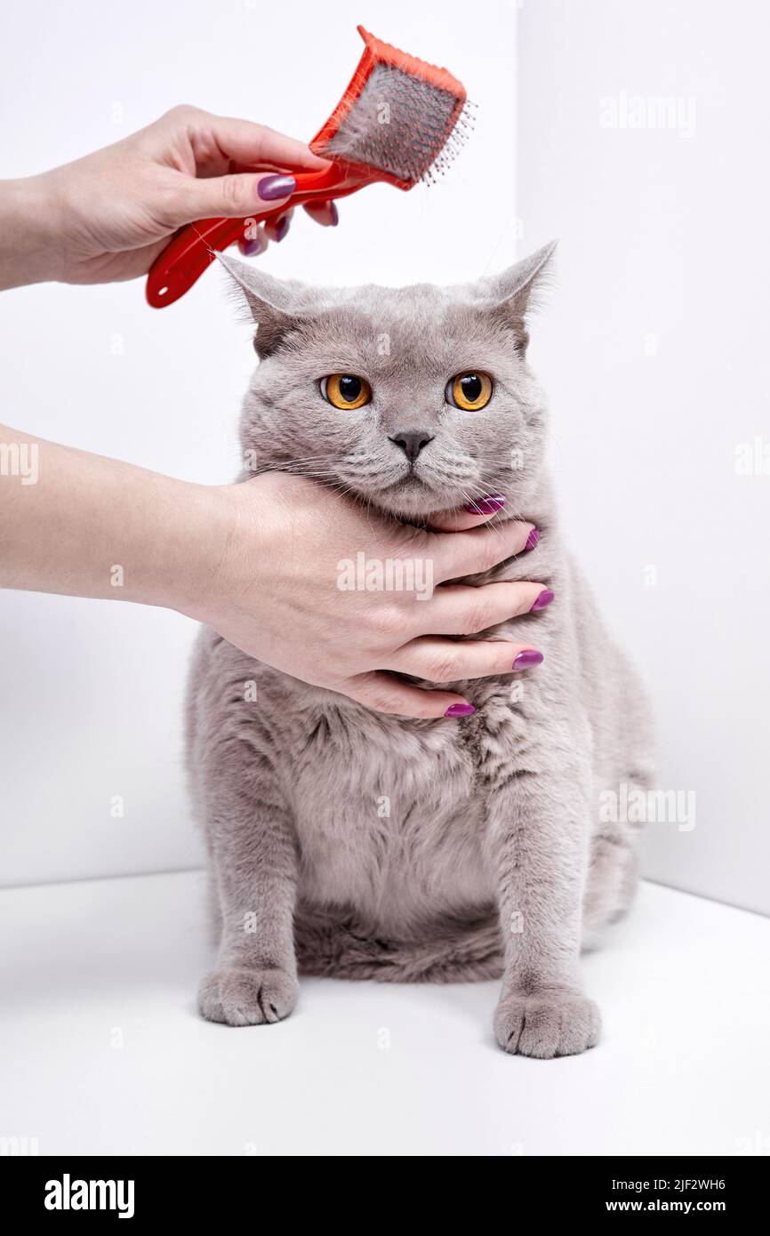The girl combs the hair of a british shorthair cat Stock Photo - Alamy
