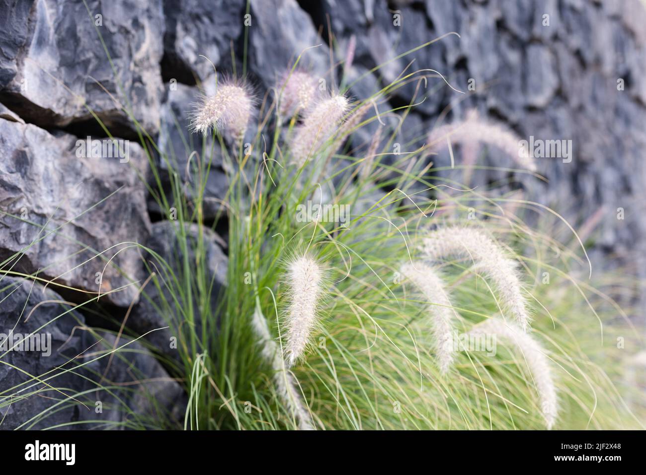 Closeup blurred shot of fluffy grass ears in front of black stone wall ...