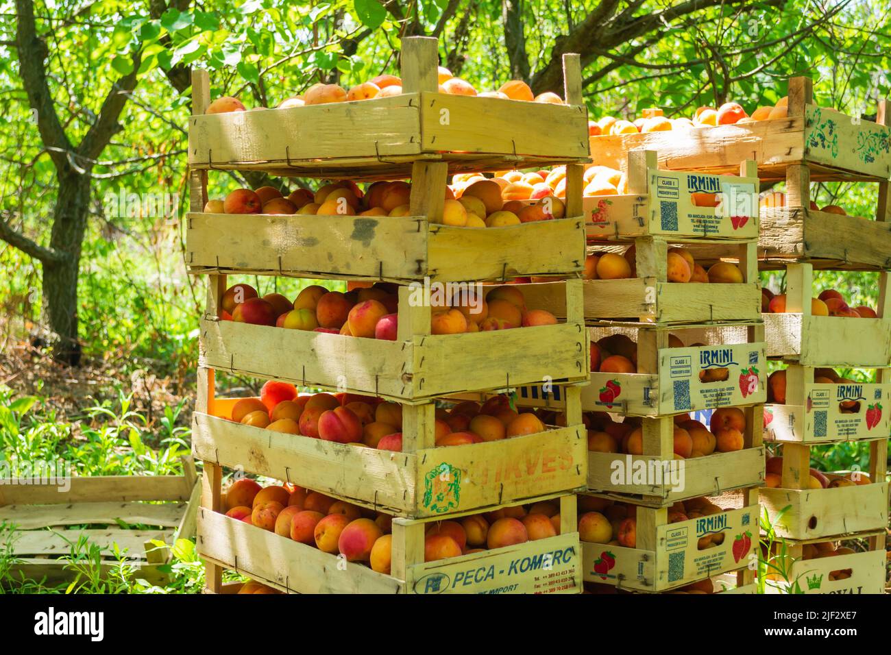 Ripe apricot fruits in wooden crates, illuminated by the morning sun ...