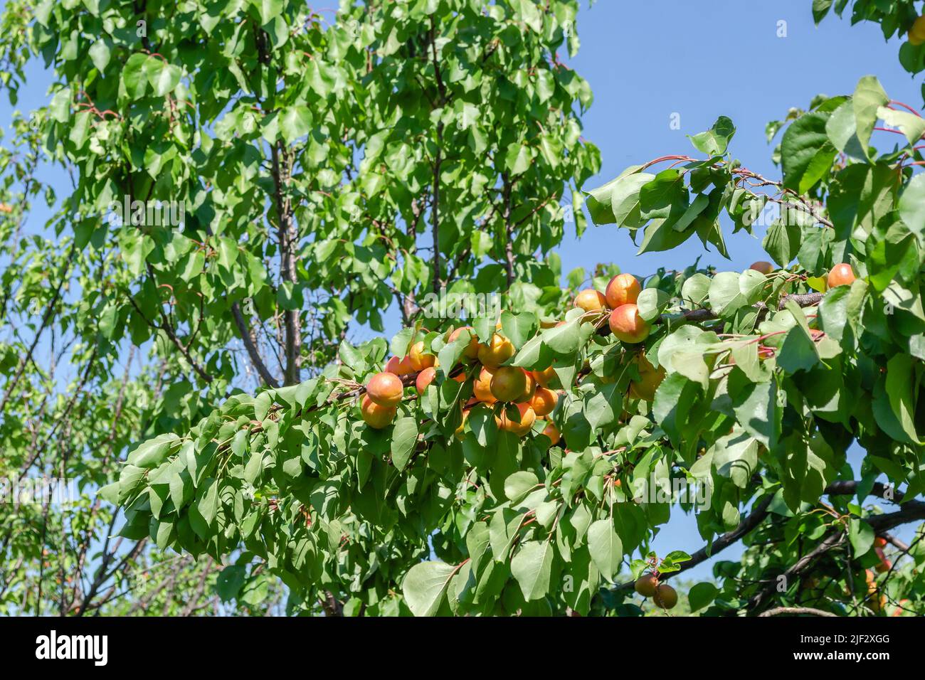 Ripe apricot fruits illuminated by the morning sun during harvest in a ...