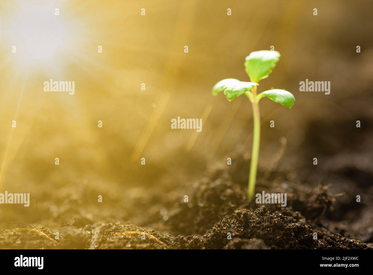 A small green sprout in the ground under the rays of the sun. Seedlings ...