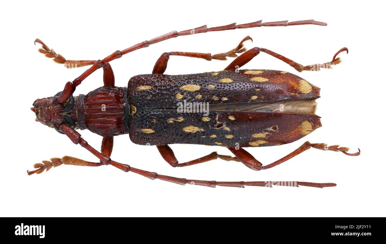 Insect collection of long-horned beetles specimen isolated on white ...
