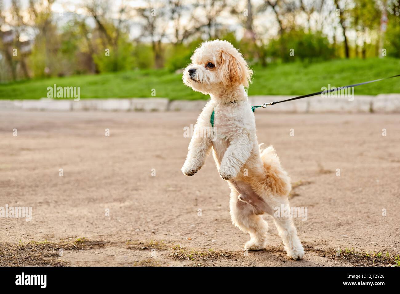 Can Dogs Stand On Two Legs