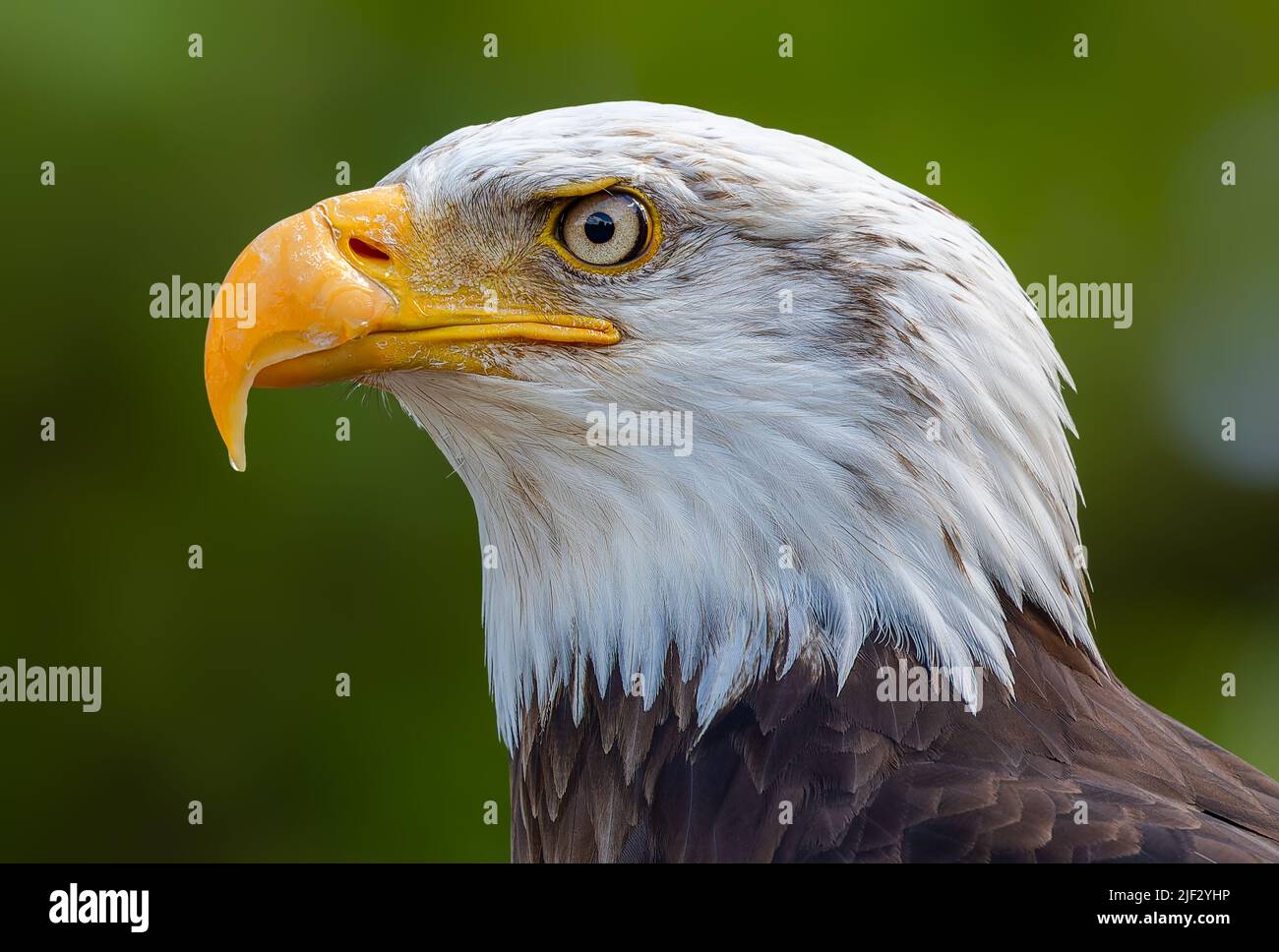 Side Close-up view of a Bald eagle (Haliaeetus leucocephalus Stock ...