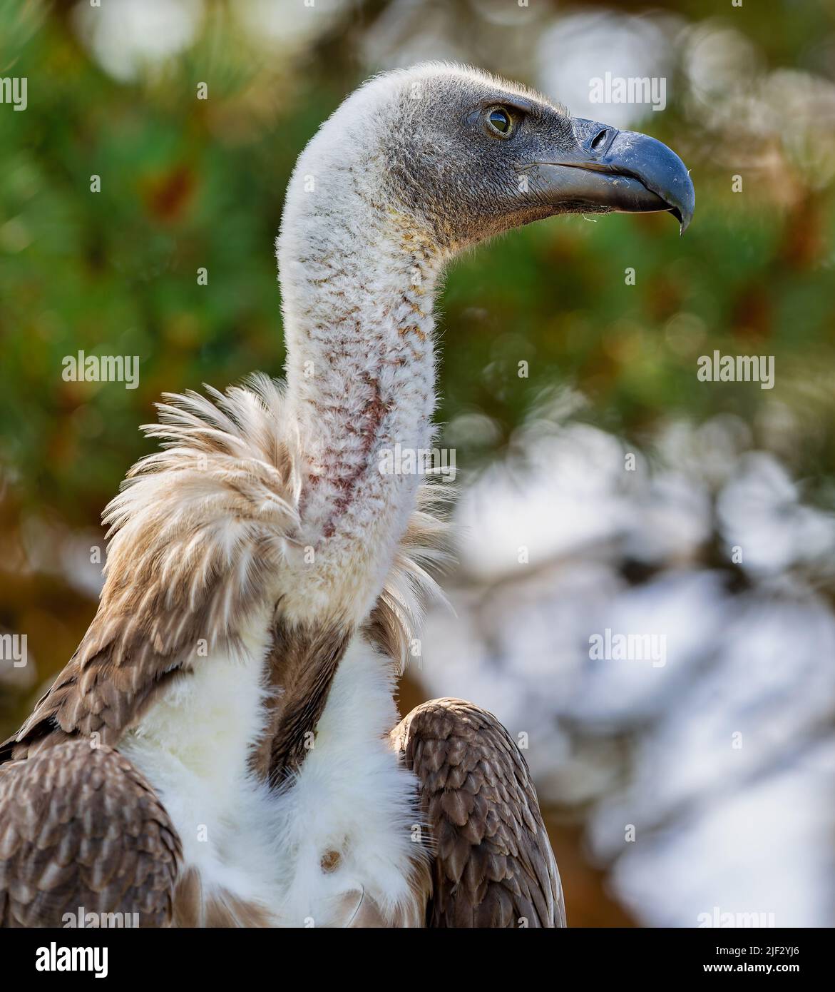 Close-up view of a White-backed vulture (Gyps africanus Stock Photo - Alamy