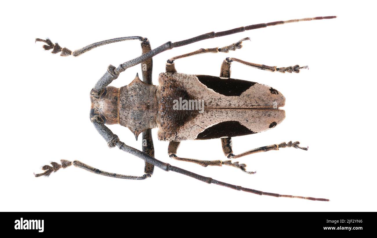 Insect collection of long-horned beetles specimen isolated on white ...