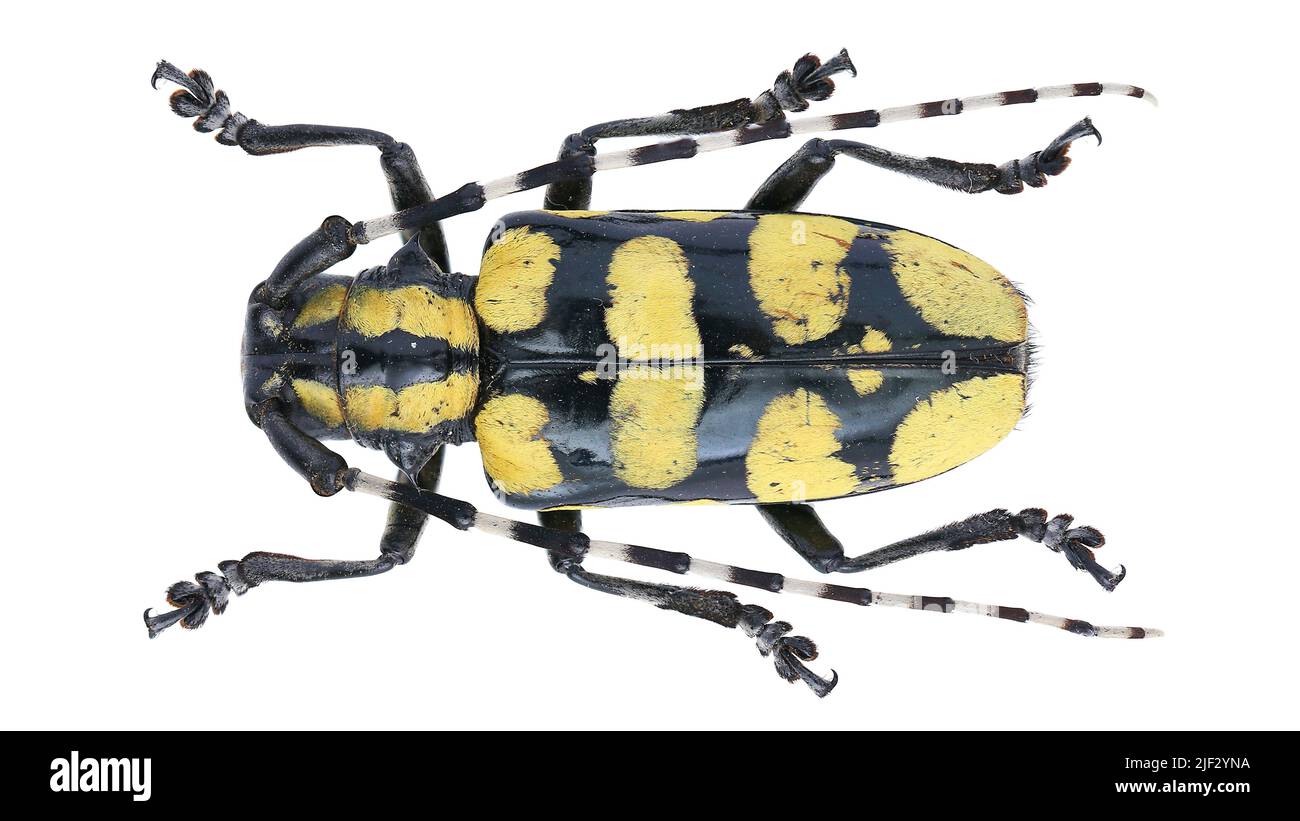 Insect collection of long-horned beetles specimen isolated on white ...