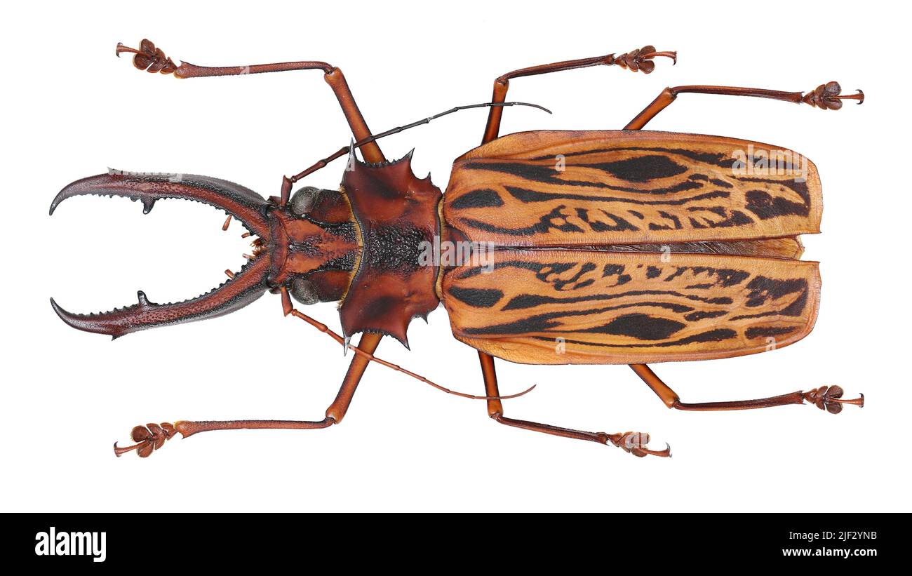Insect collection of long-horned beetles specimen isolated on white ...