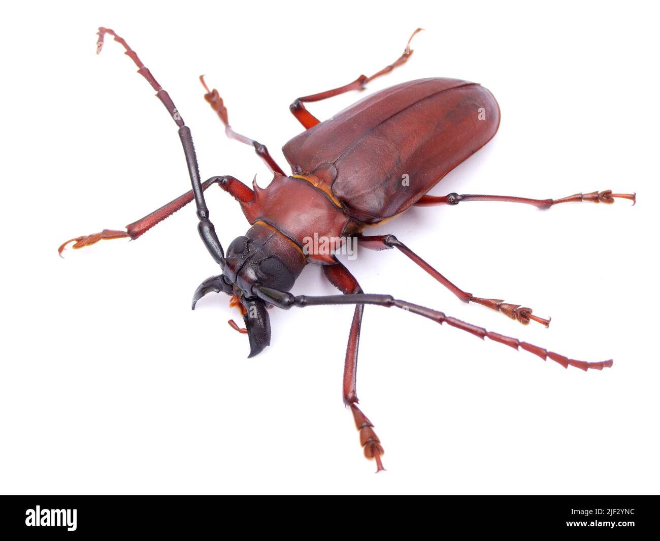 Insect collection of long-horned beetles specimen isolated on white ...