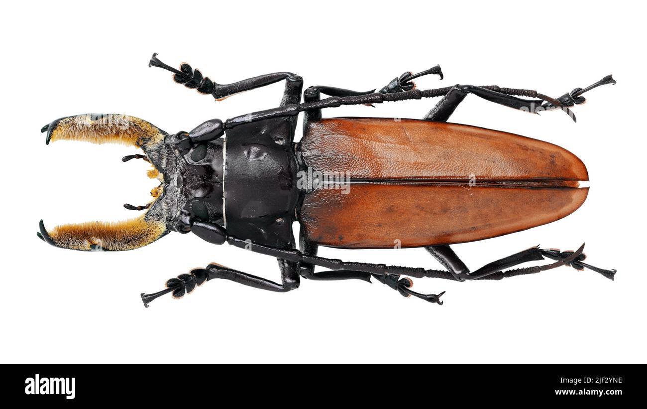 Insect collection of long-horned beetles specimen isolated on white ...