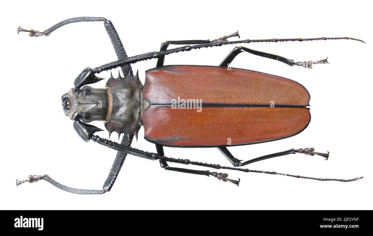 Insect collection of long-horned beetles specimen isolated on white ...