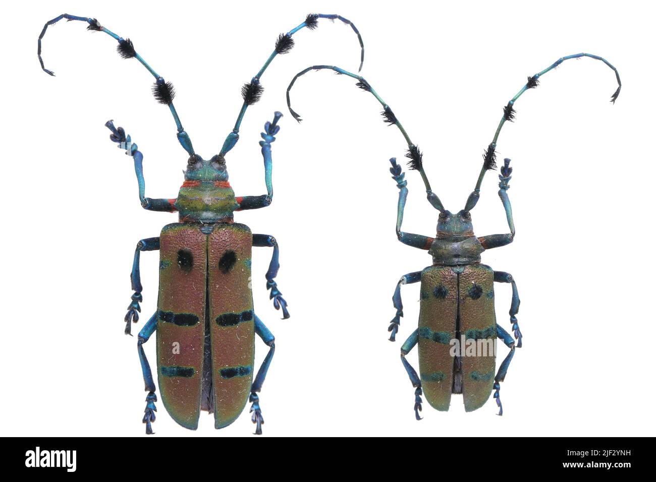 Insect collection of long-horned beetles specimen isolated on white ...