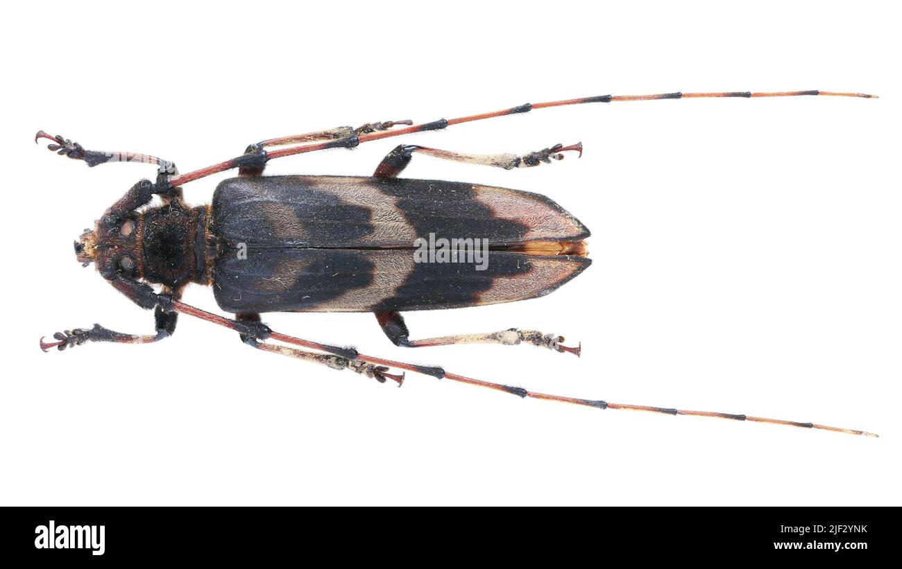 Insect collection of long-horned beetles specimen isolated on white ...