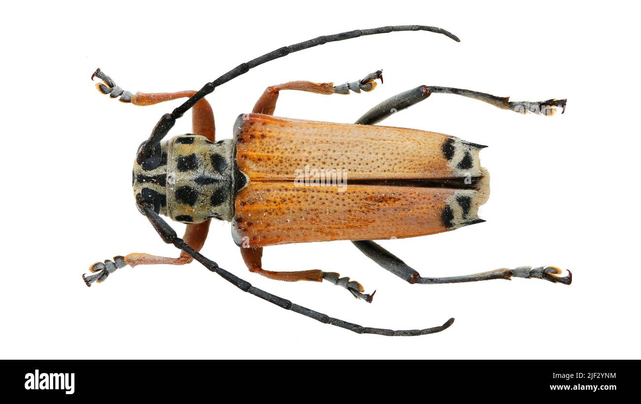 Insect collection of long-horned beetles specimen isolated on white ...