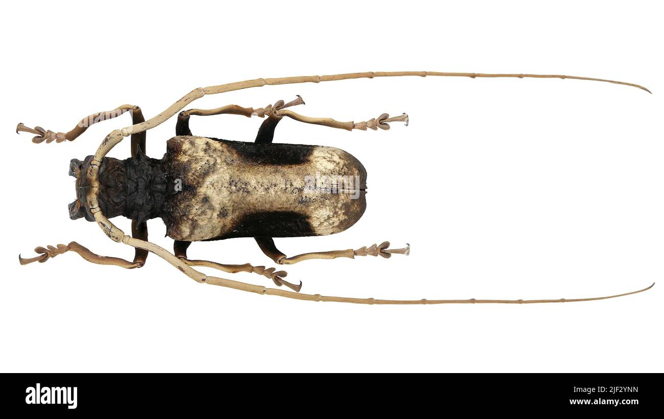 Insect collection of long-horned beetles specimen isolated on white ...