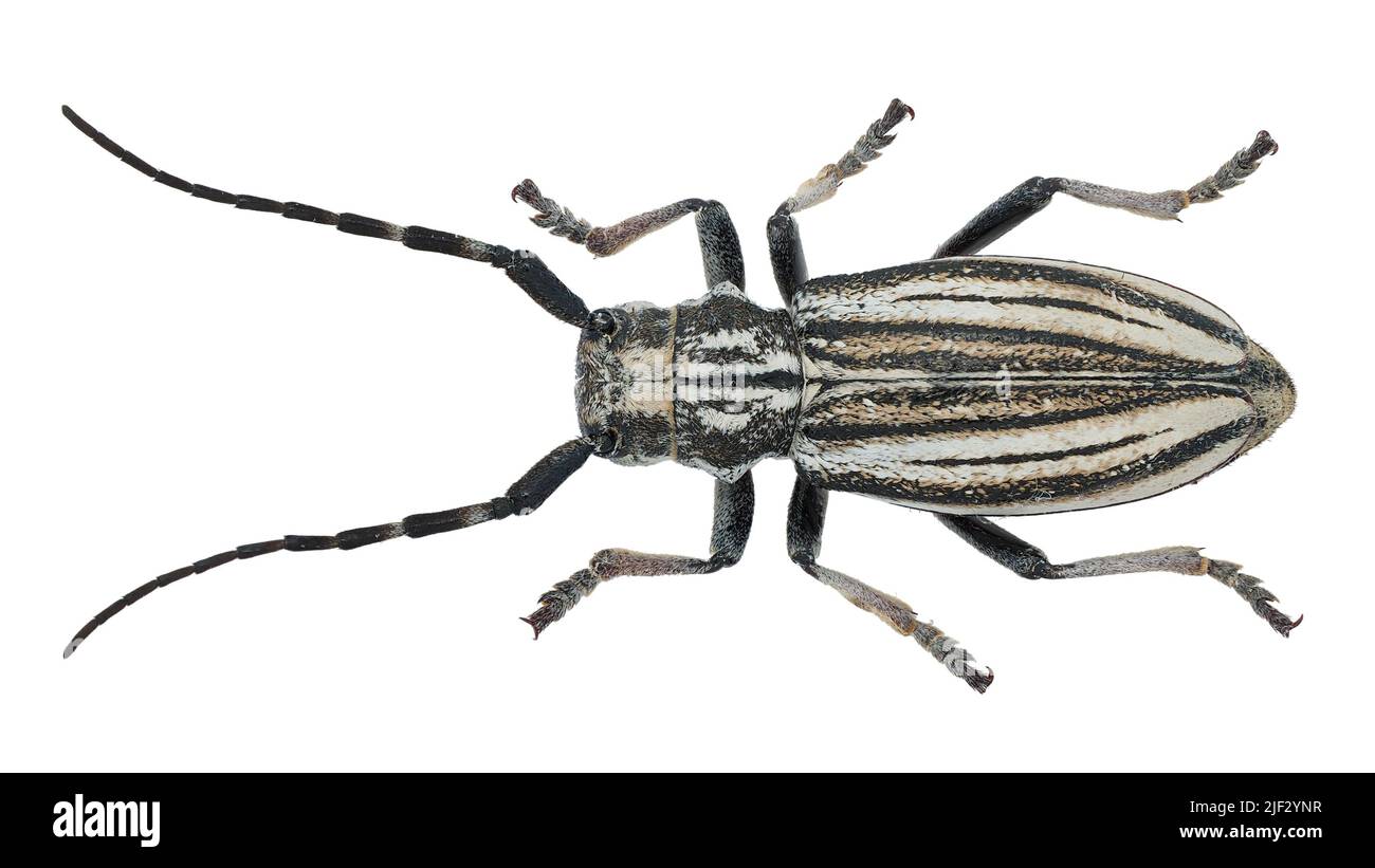 Insect collection of long-horned beetles specimen isolated on white ...