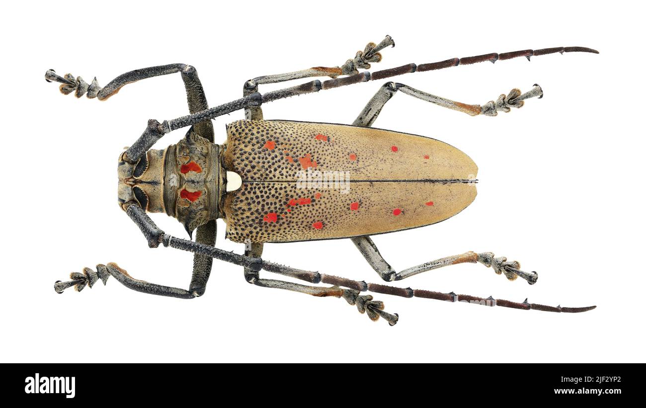 Insect collection of long-horned beetles specimen isolated on white ...