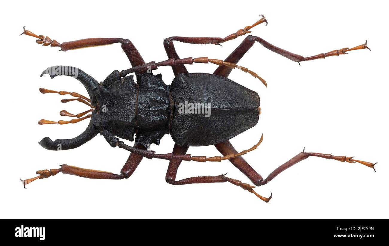 Insect collection of long-horned beetles specimen isolated on white ...
